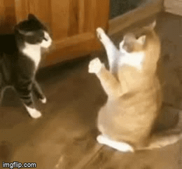 A cat faint fist bump - Imgflip