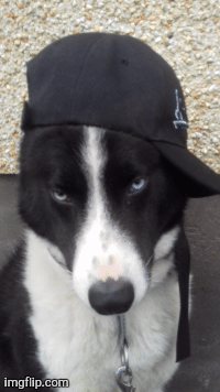 Animated GIF - Imgflip