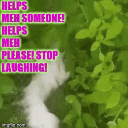 Helps meh - Imgflip