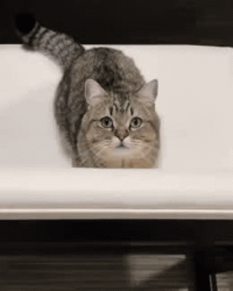 Cat hypnosis - Imgflip
