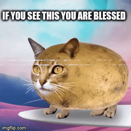 Blessed potato cat - Imgflip