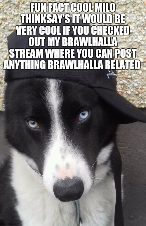 Cool milo - Imgflip
