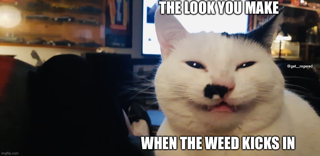 This cat is high as fuck - Imgflip