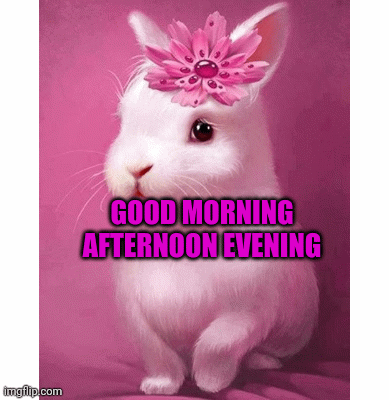 Beautiful bunnies good morning afternoon evening - Imgflip