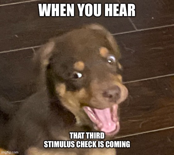 Jaeger the Doberman Puppy - Imgflip