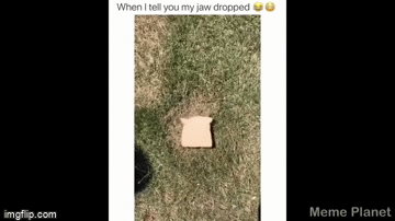 this be williams backyard - Imgflip