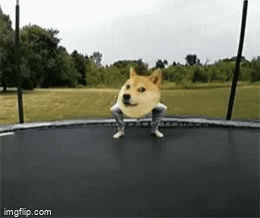 doggo flys - Imgflip