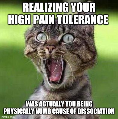 Shocked Cat - Imgflip