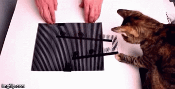 Cat watching the optical illusion - Imgflip