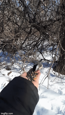 wild Chickadee's - Imgflip