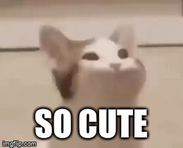 Awwww it’s cute - Imgflip