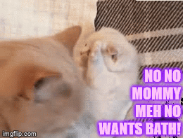 Meh no want - Imgflip