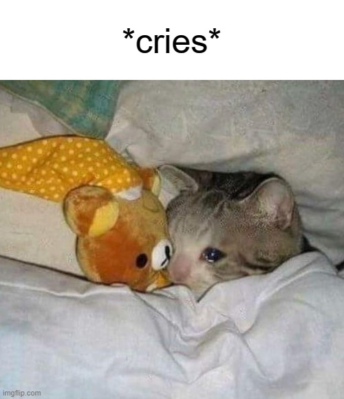 Crying cat - Imgflip