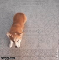 This dog... - Imgflip
