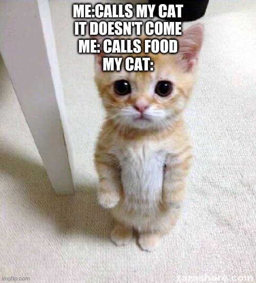 Cute Cat Meme - Imgflip