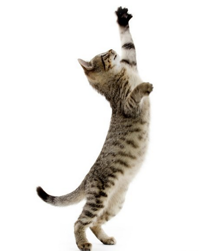 Reaching cat Blank Template - Imgflip