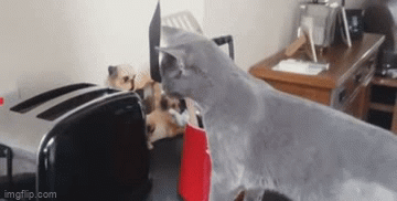 Cat scared of toaster gif - Imgflip