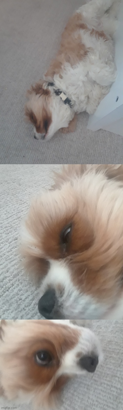 Me waking my dog up: - Imgflip