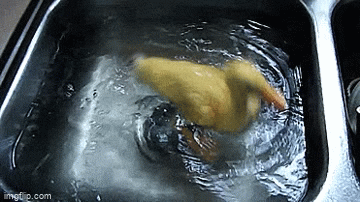 Having fun in the sink - Imgflip