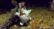 Yawning Frogfish - Imgflip