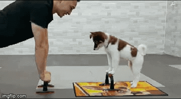 workout dog - Imgflip