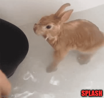 bunny splash - Imgflip