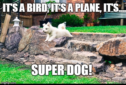 Image tagged in super dog - Imgflip