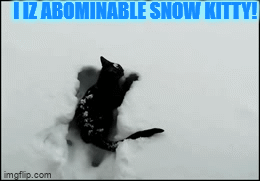 Snow kitty - Imgflip