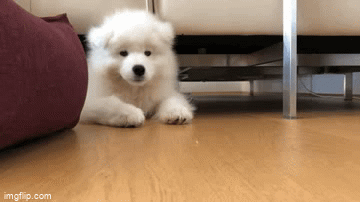 Saying good dog - Imgflip