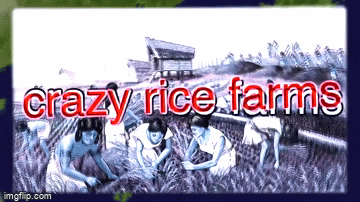 crazy rice farms - Imgflip