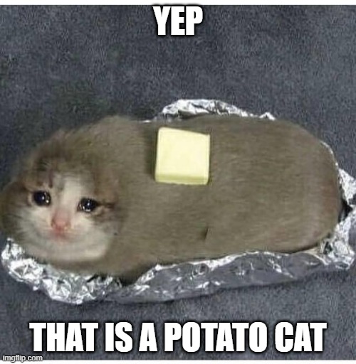 yep that is a potato cat - Imgflip