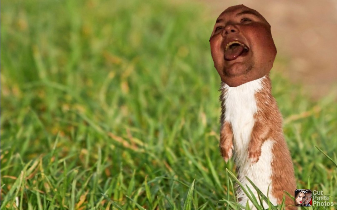 Spunk Weasel Blank Template - Imgflip