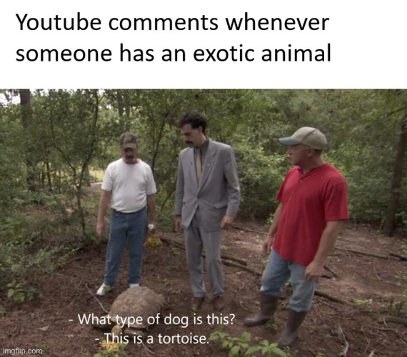 What type of dog is this - Imgflip