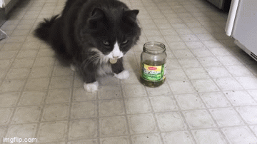 Cat eating a pickle - Imgflip