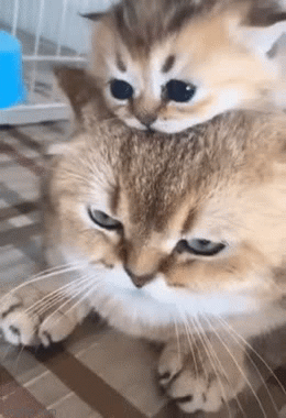 After the 10th piggyback ride, I be like - Imgflip