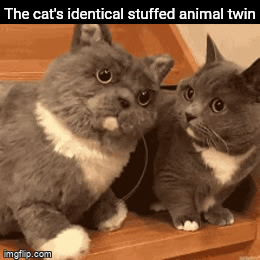 Cat identical to a stuffed animal - Imgflip