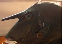 Aqua.exe Blank Template - Imgflip