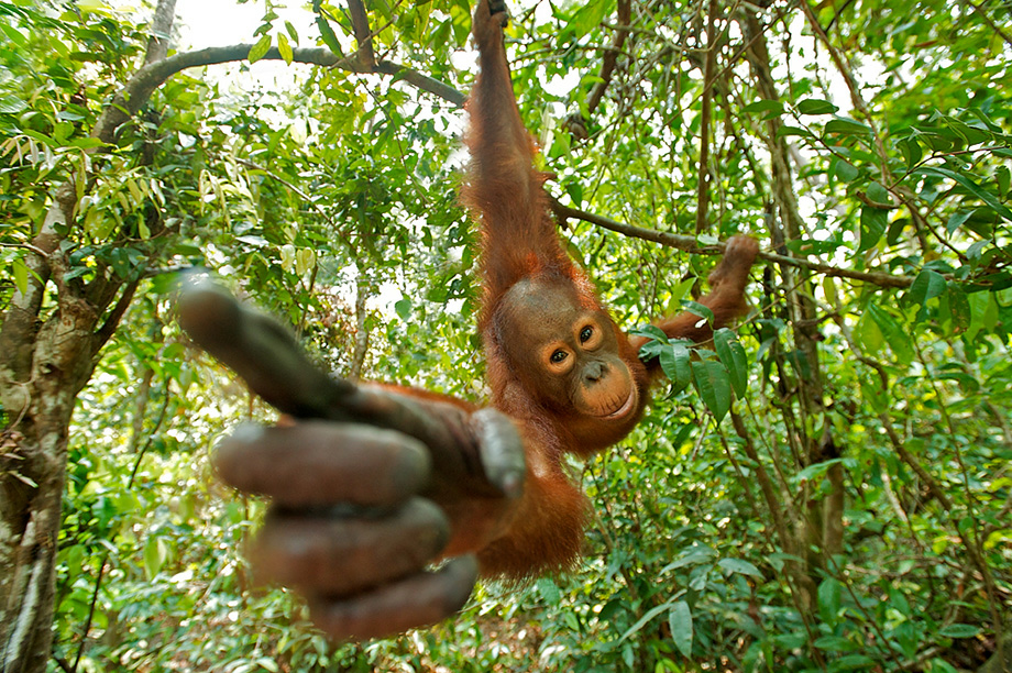 Orangutan Pointing Blank Template Imgflip