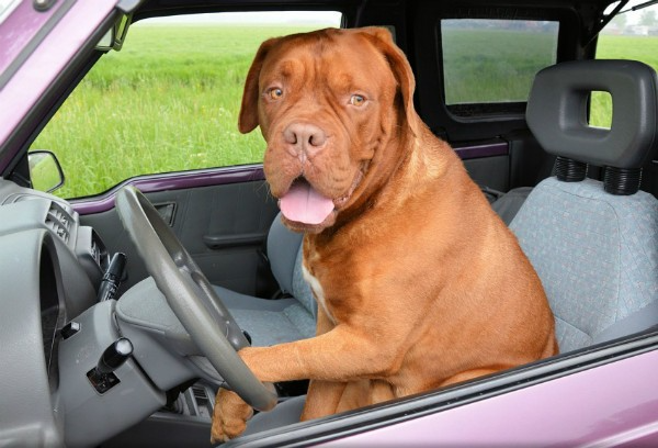 Get In Loser Blank Template Imgflip