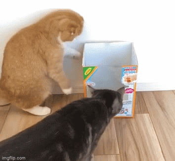Cat box play - Imgflip