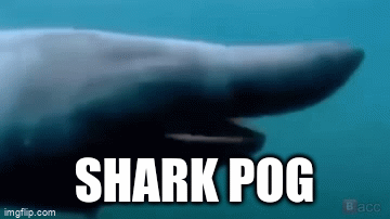 Shark Pog - Imgflip