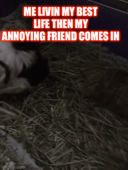 Run bish run - Imgflip