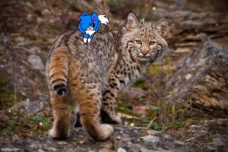 Bobcat looking over its shoulder - Imgflip