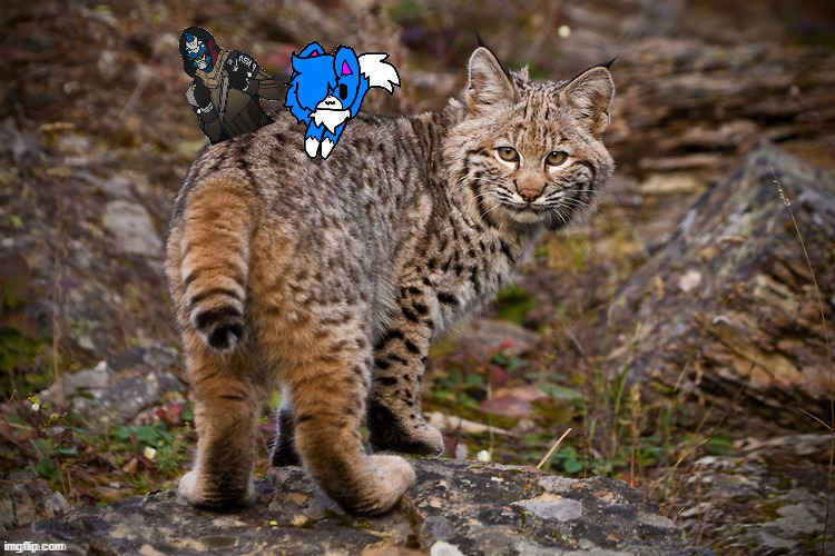 Bobcat looking over its shoulder - Imgflip