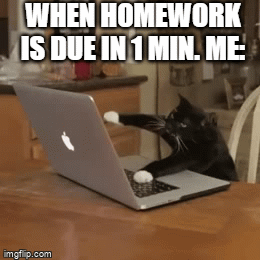 Homework cat - Imgflip