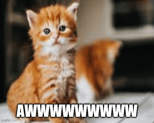 Cute kittys - Imgflip