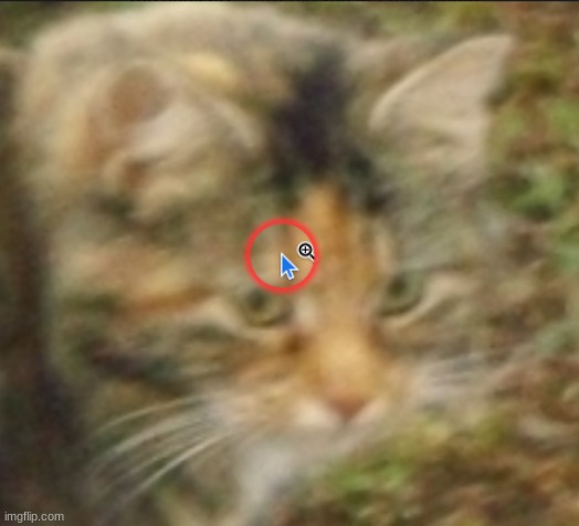 This is me cat (minus the mouse cursor) - Imgflip