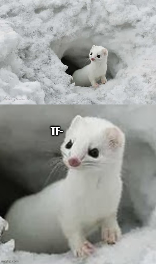 lmao idek but it's coot - Imgflip