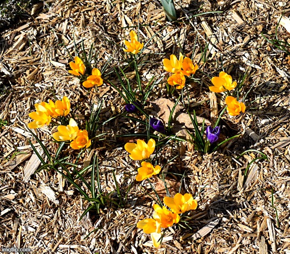 spring Crocuses - Imgflip