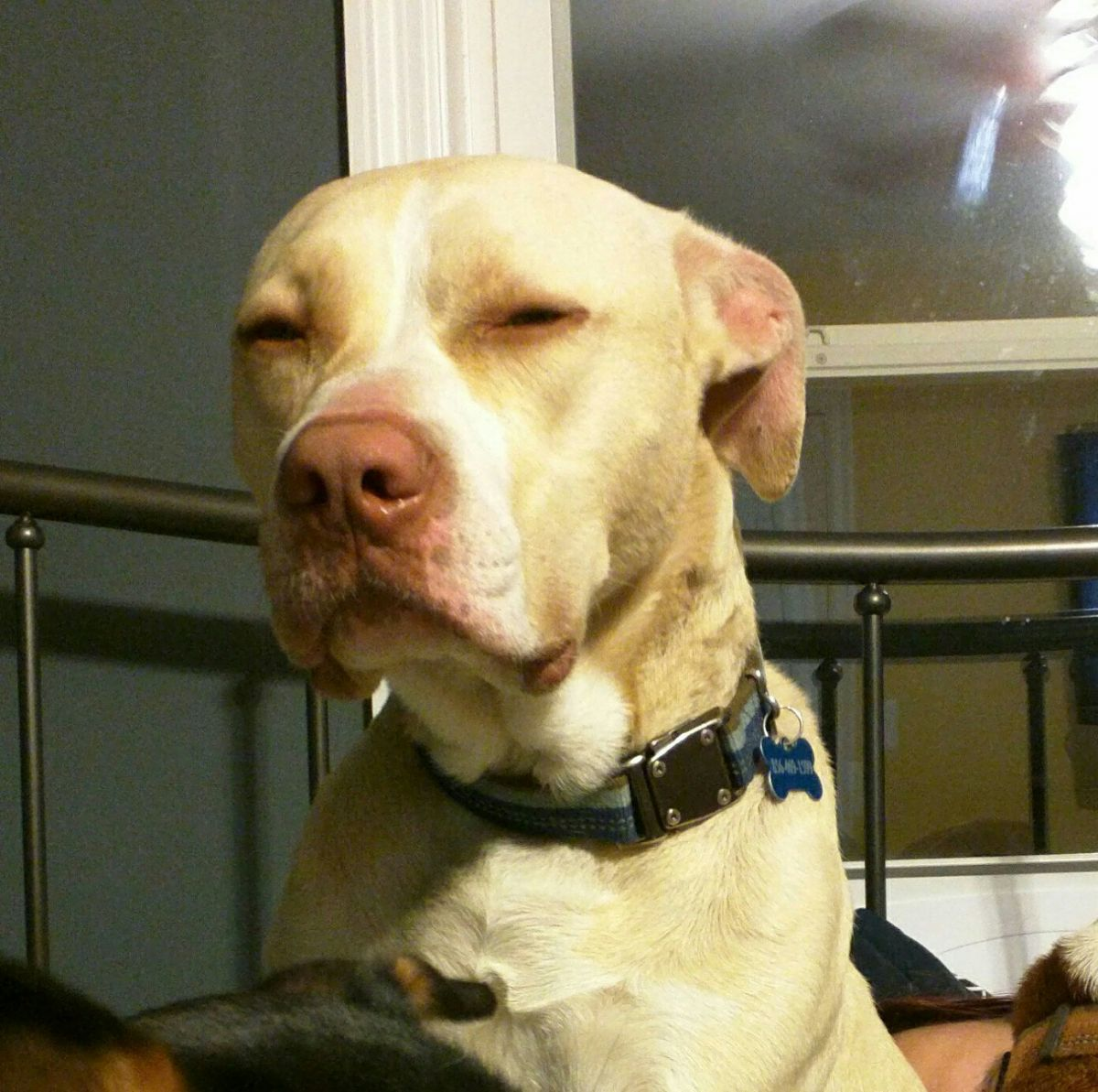 Suspicious Dog Blank Template Imgflip